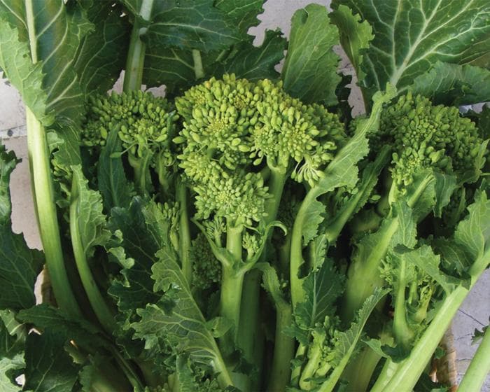 Cima di rapa APRILATICA 100g | Agri Garden Osmelli