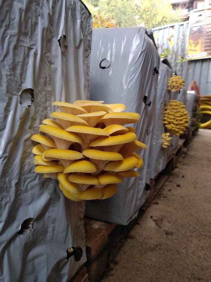 Funghi Cornucopia ( Galletti ) Balletta Kg 20 | Agri Garden Osmelli