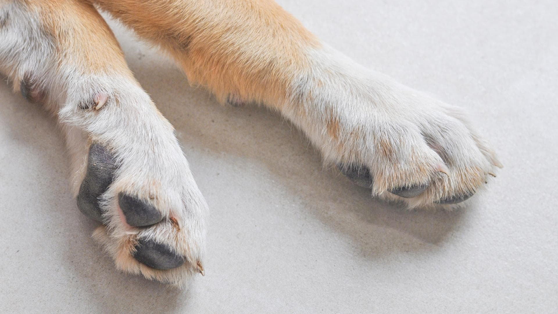 Iniciar sesión | WOW Dogtrainer Fenya