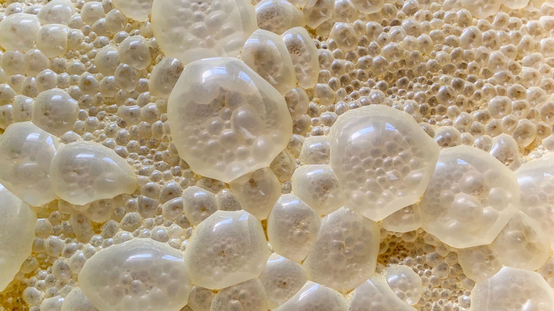 La guida completa ai cibi fermentati | Marco Fortunato